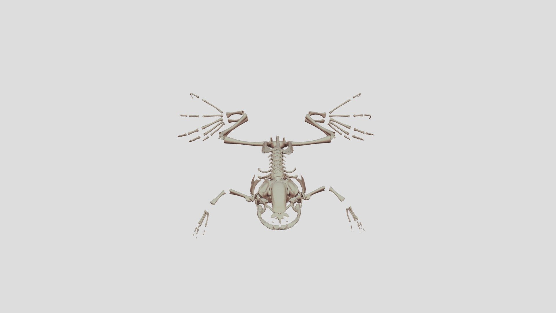 Skeleton of Xenopus laevis (male) - Download Free 3D model by ...