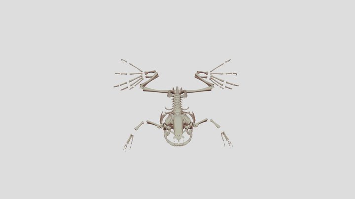 Toad 3D models - Sketchfab