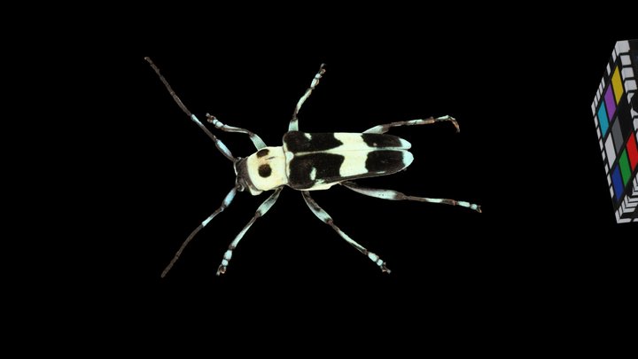 Coleoptera 3D models - Sketchfab