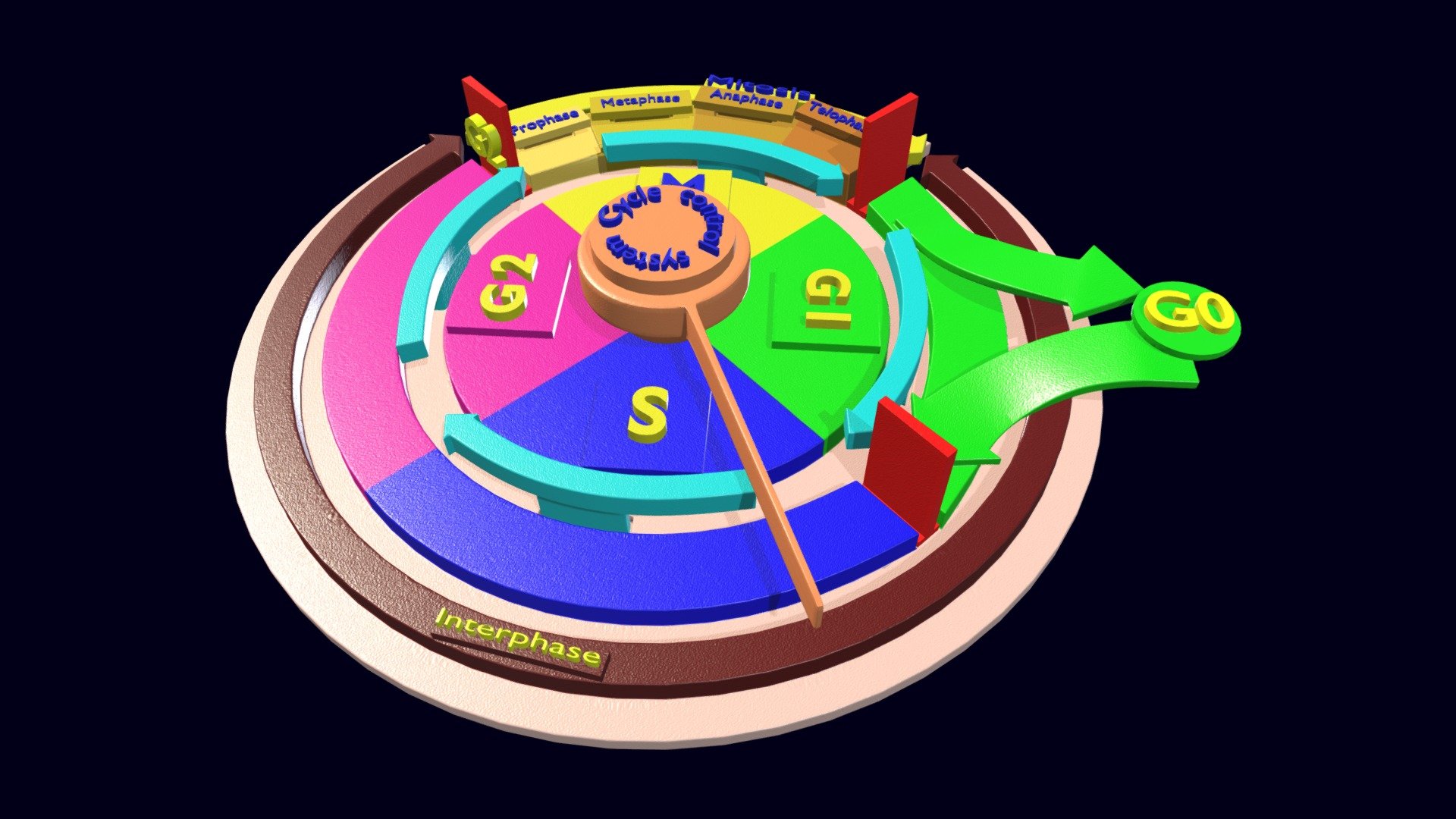 Cell Cycle phases and check points - Buy Royalty Free 3D model by ...