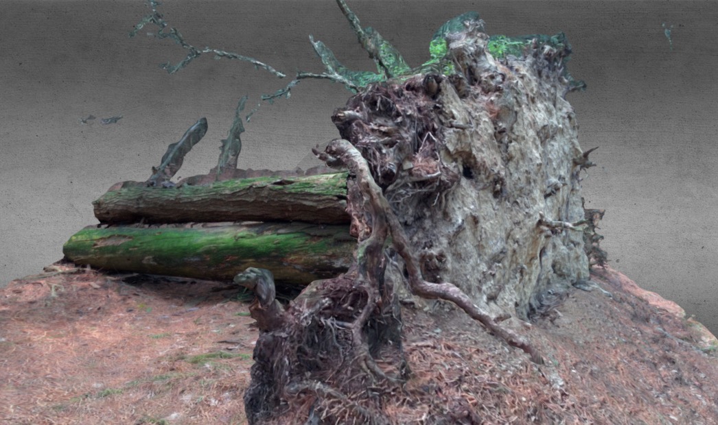Root wad on Thayer Farm BFS, 2016-05-20 - 3D model by Les Hasbargen ...