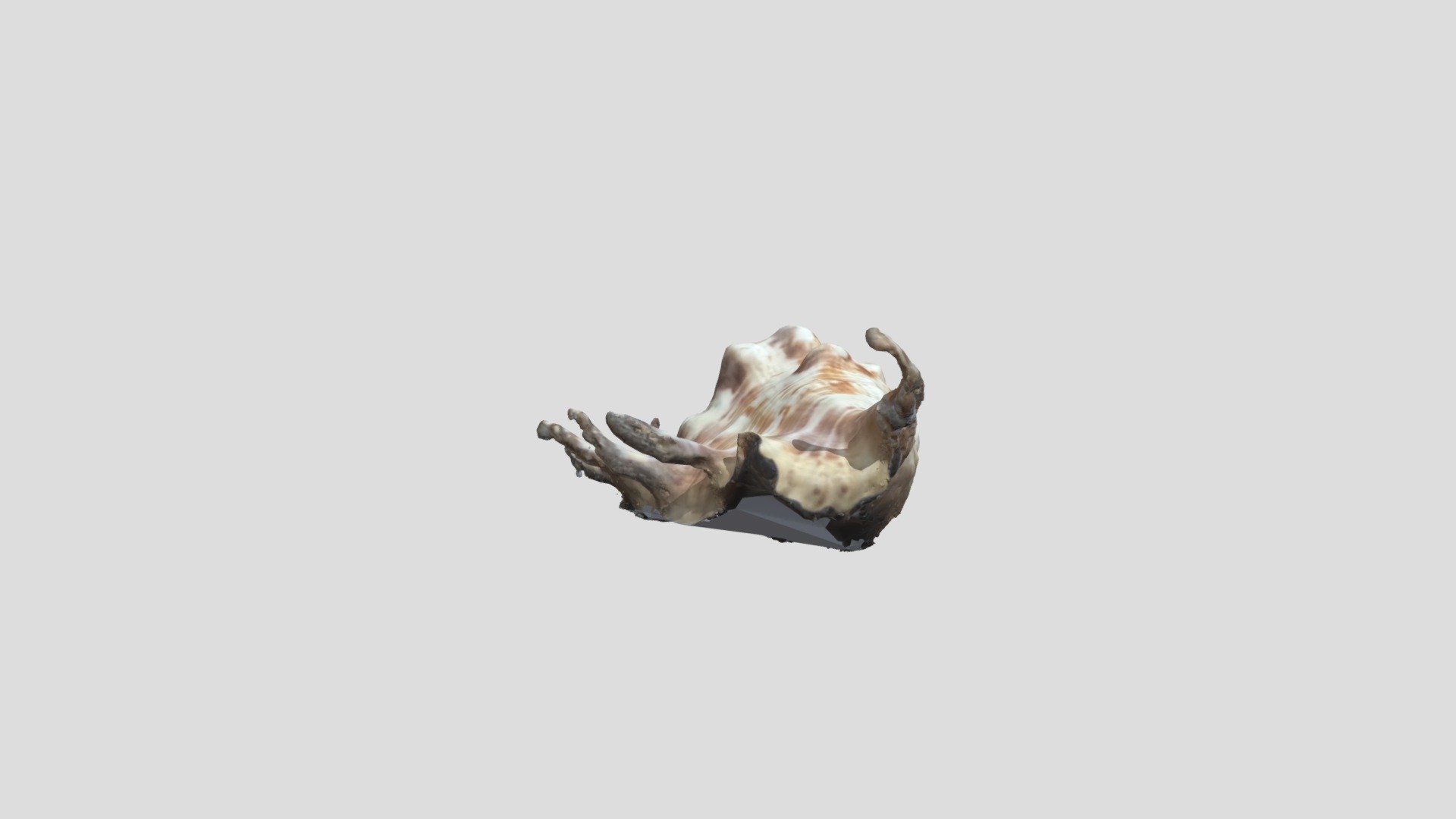 Shelly1 - 3D model by phoebehird [35ff03e] - Sketchfab