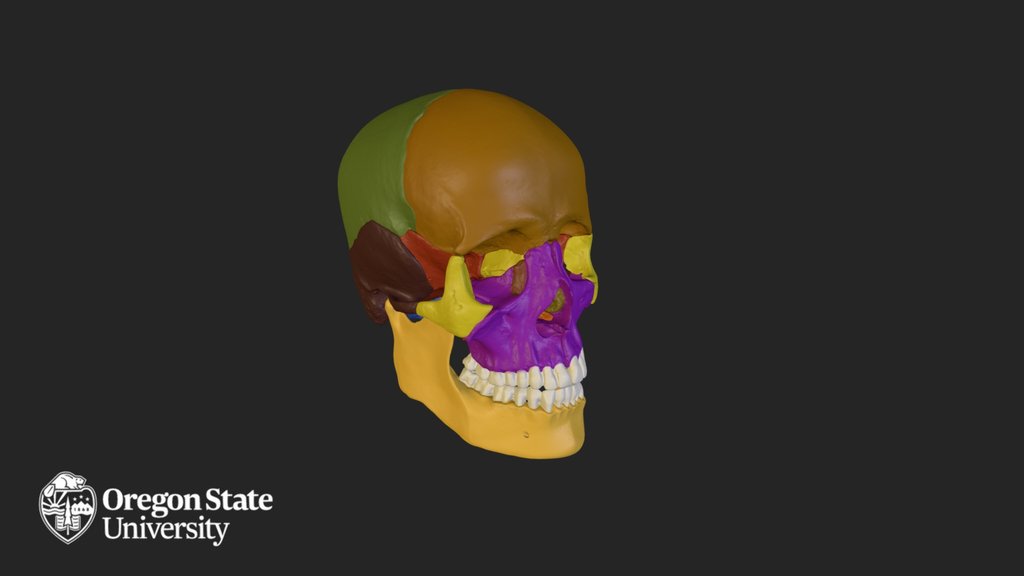 Chapter 6- Color coded skulls - A 3D model collection by Findlay_Venom ...