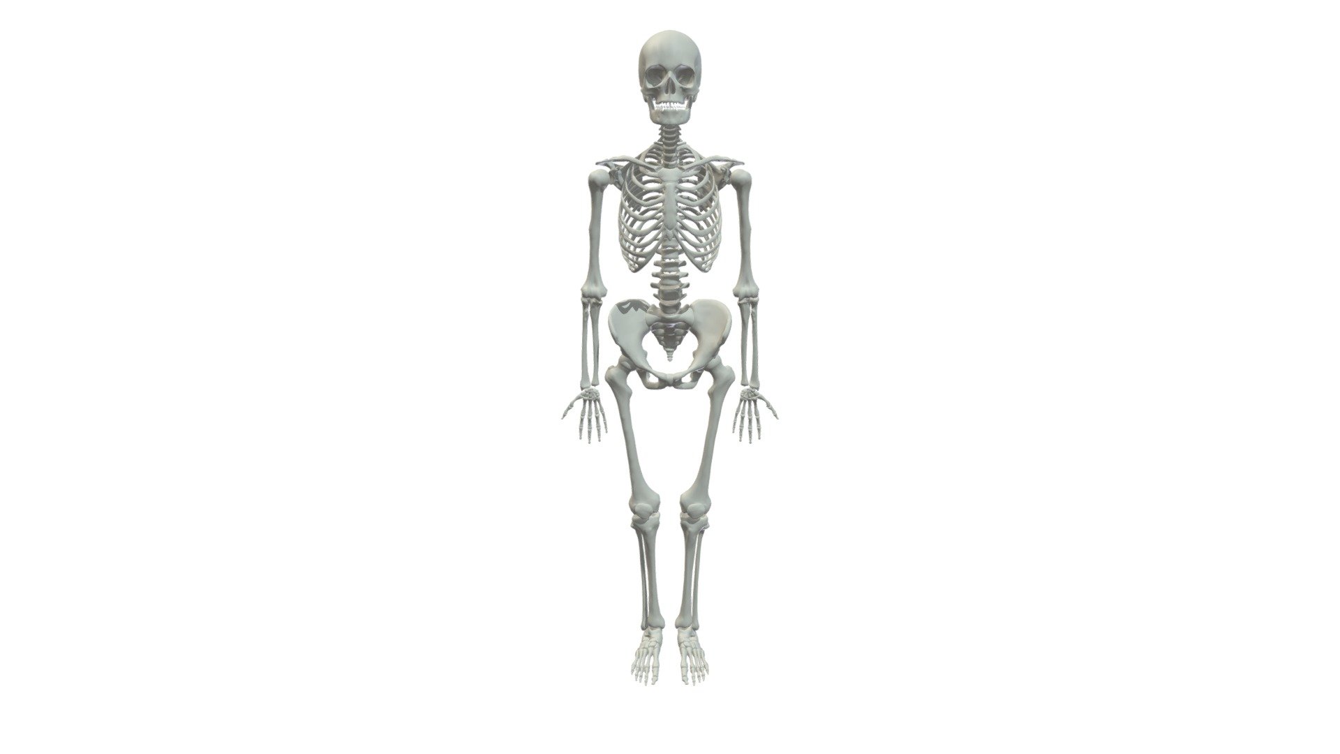 Human Female Skeleton Download Free 3D Model By GW Anthropology 