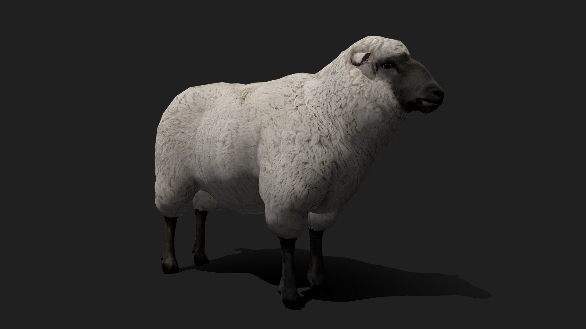 Realistic Sheep 3D Model - 3D model by WildMesh 3D (@WildMesh_3D ...