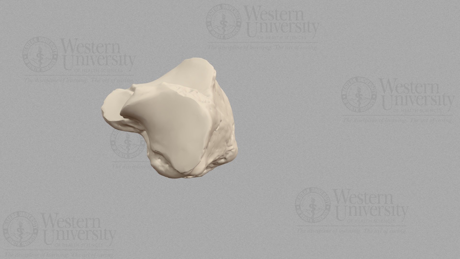 Foot Bone Left Calcaneus - 3D model by WesternU3D [360c5ff] - Sketchfab