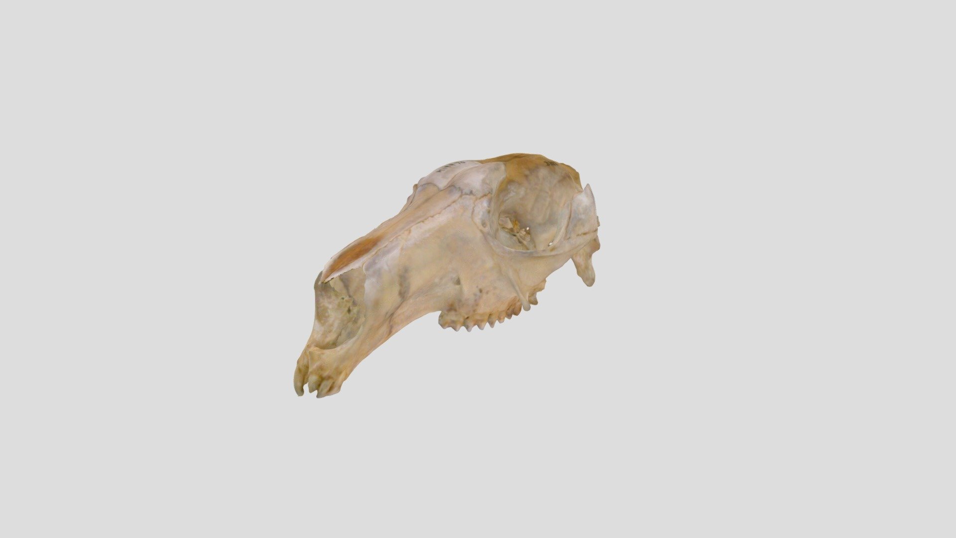 WAM M19970 - Red Kangaroo (Skull) - 3D model by Western Australian ...