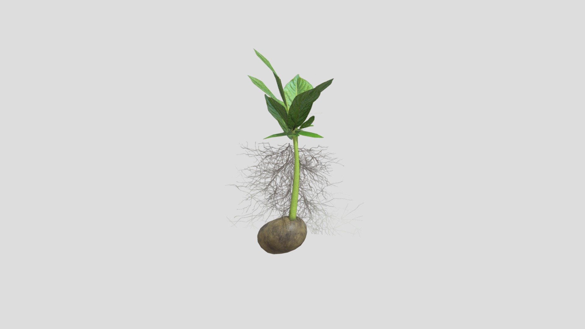potato_early_growth - 3D model by marcomiceli29 [3612a65] - Sketchfab