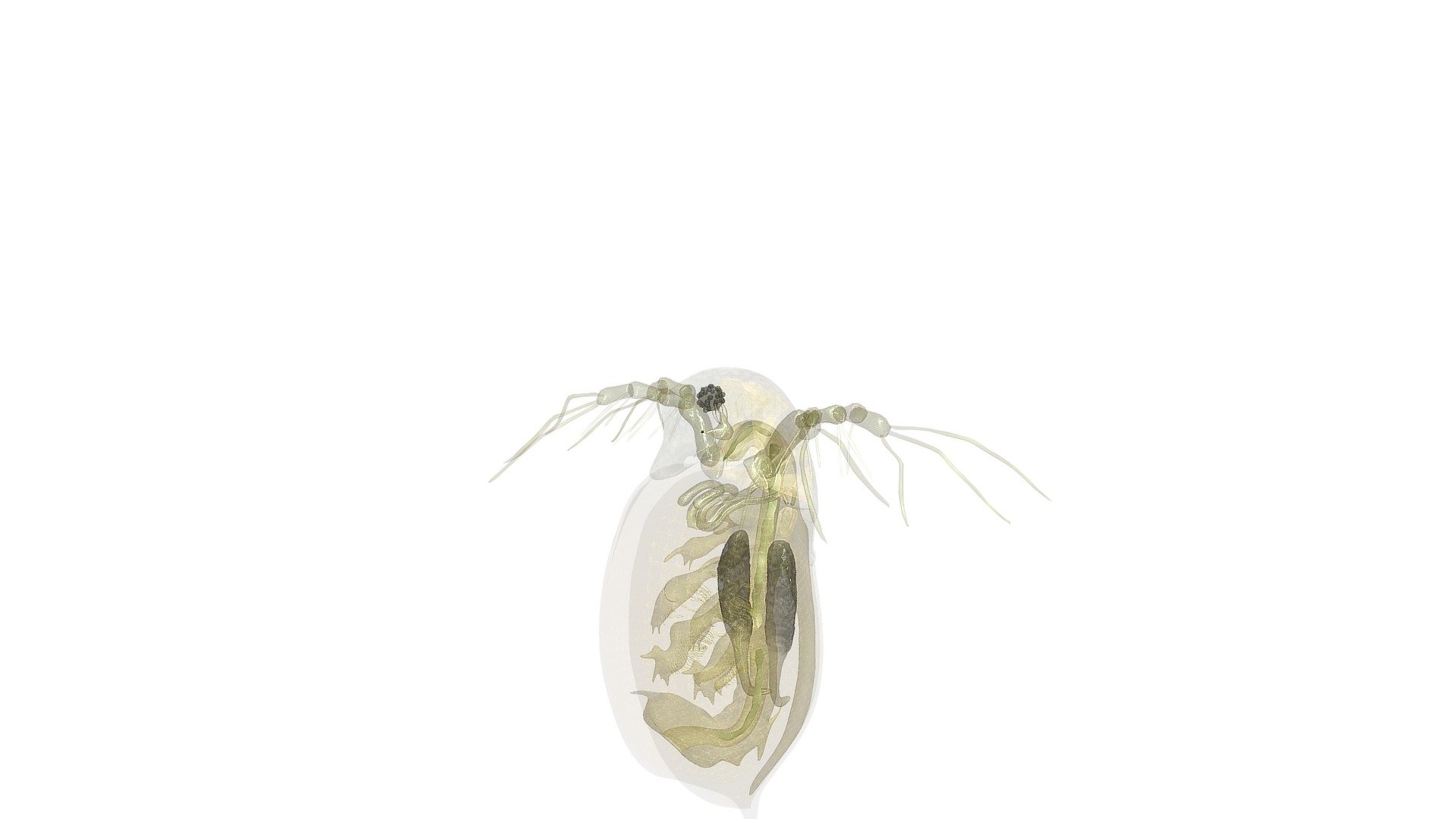 Animated Daphnia - 3D model by Mieke Roth (@miekeroth) [361a99c ...