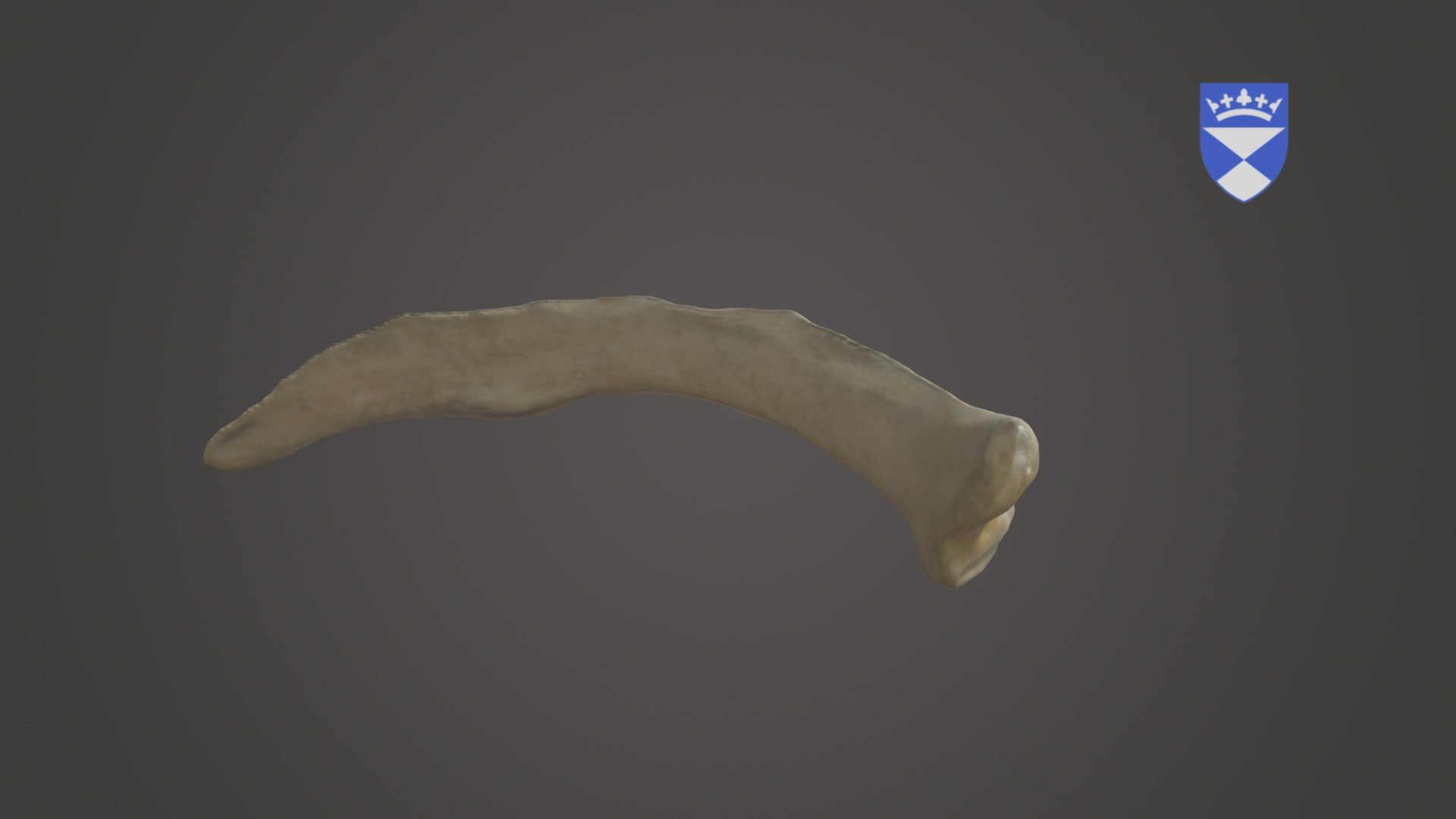 12th rib - 3D model by University of Dundee, CAHID (@anatomy_dundee ...