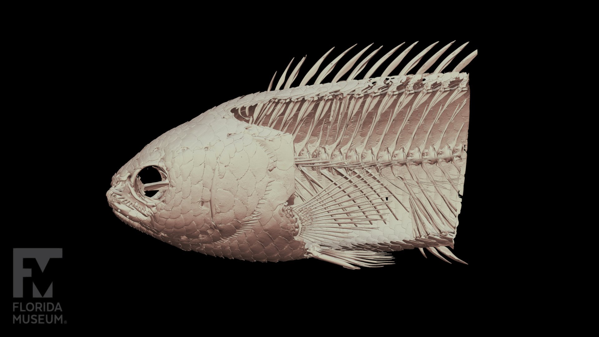 Climbing Perch - Freshwater Fish - 3D model by FloridaMuseum [3626d1f ...