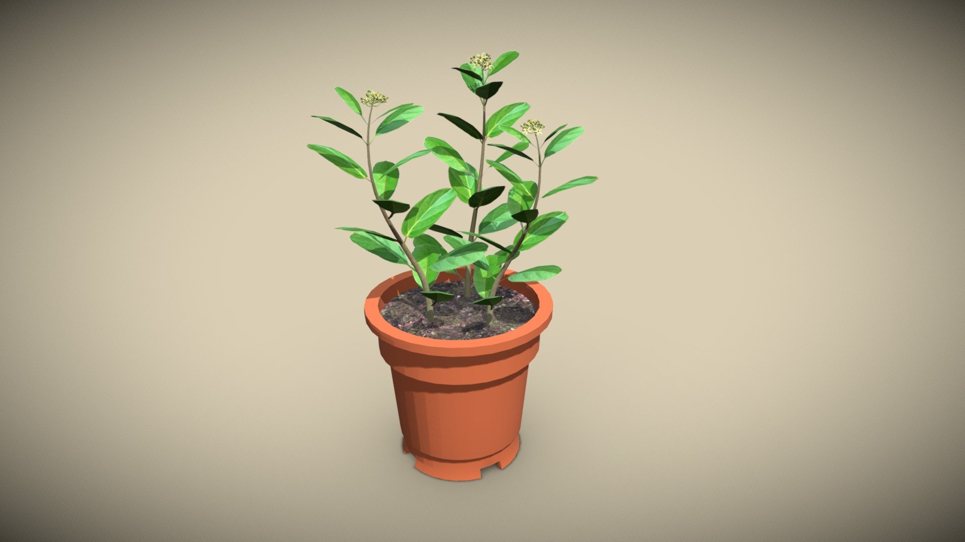 Low Poly Helicoid-stamenal Parsonsia Plant - 3D model by zyca.yang ...
