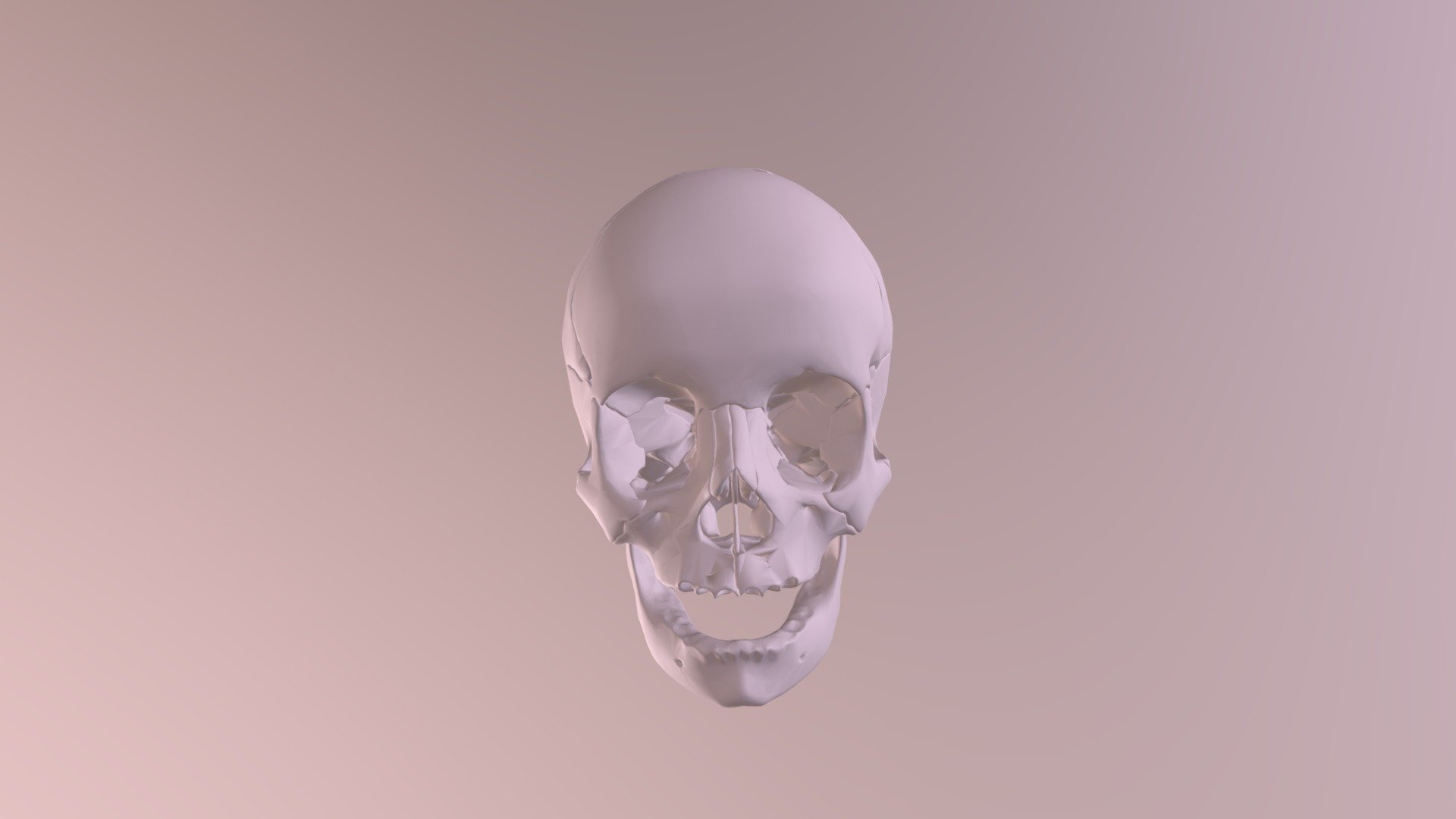 Skull and Mandible - 3D model by lkregula [362abc8] - Sketchfab