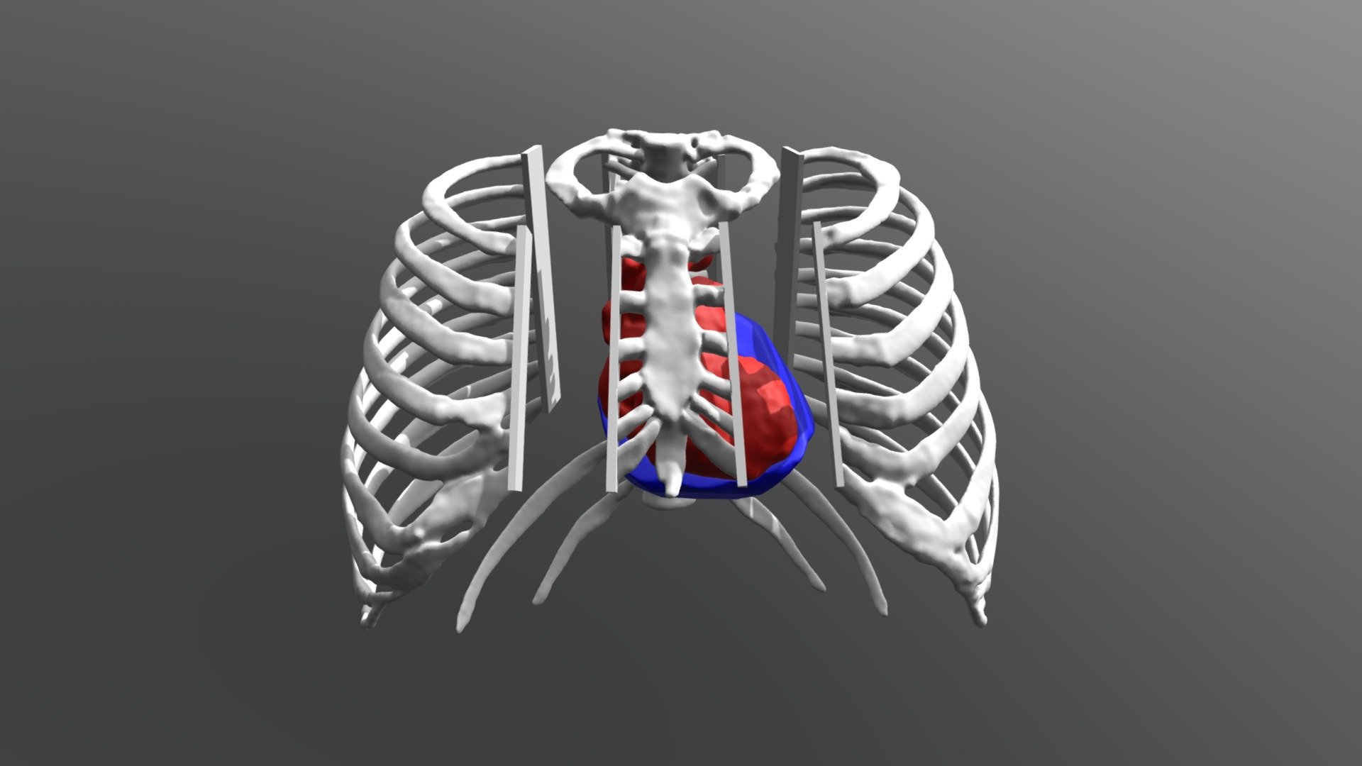 Training model of a thorax - 3D model by valchanov [362ba4e] - Sketchfab