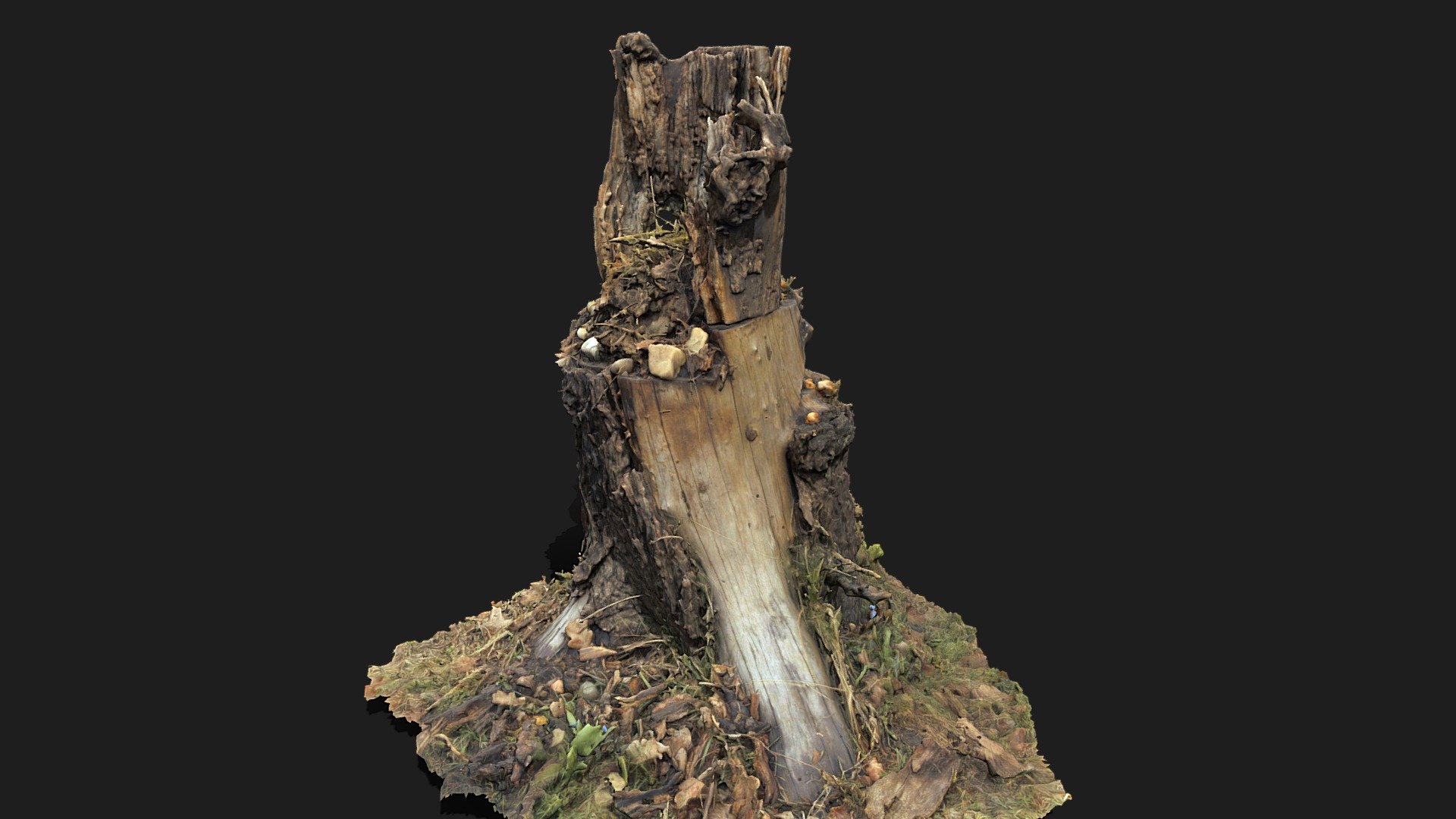 Tree stump - Download Free 3D model by P_4_N_D_A [3630adc] - Sketchfab