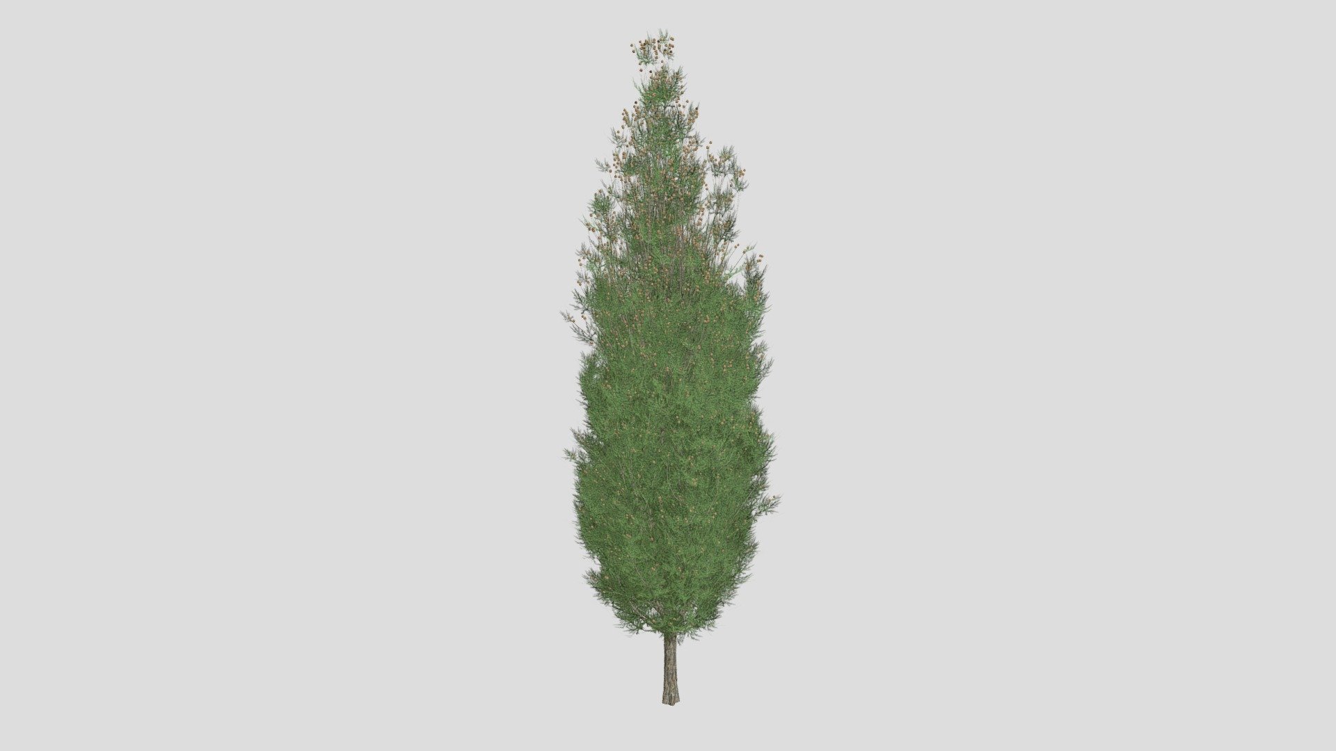 Italian Cypress Tree - Buy Royalty Free 3D model by DATEC_Studio ...