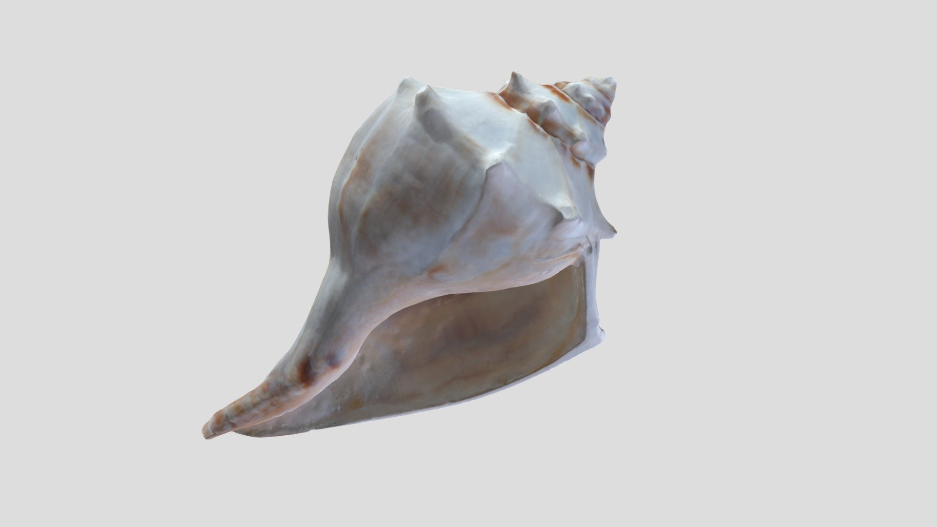 Conch Shell - 3D model by Dosidicus [363325b] - Sketchfab