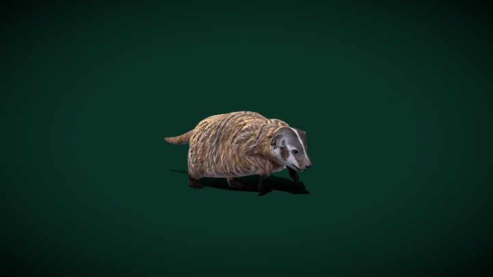 North-american-badger 3D models - Sketchfab