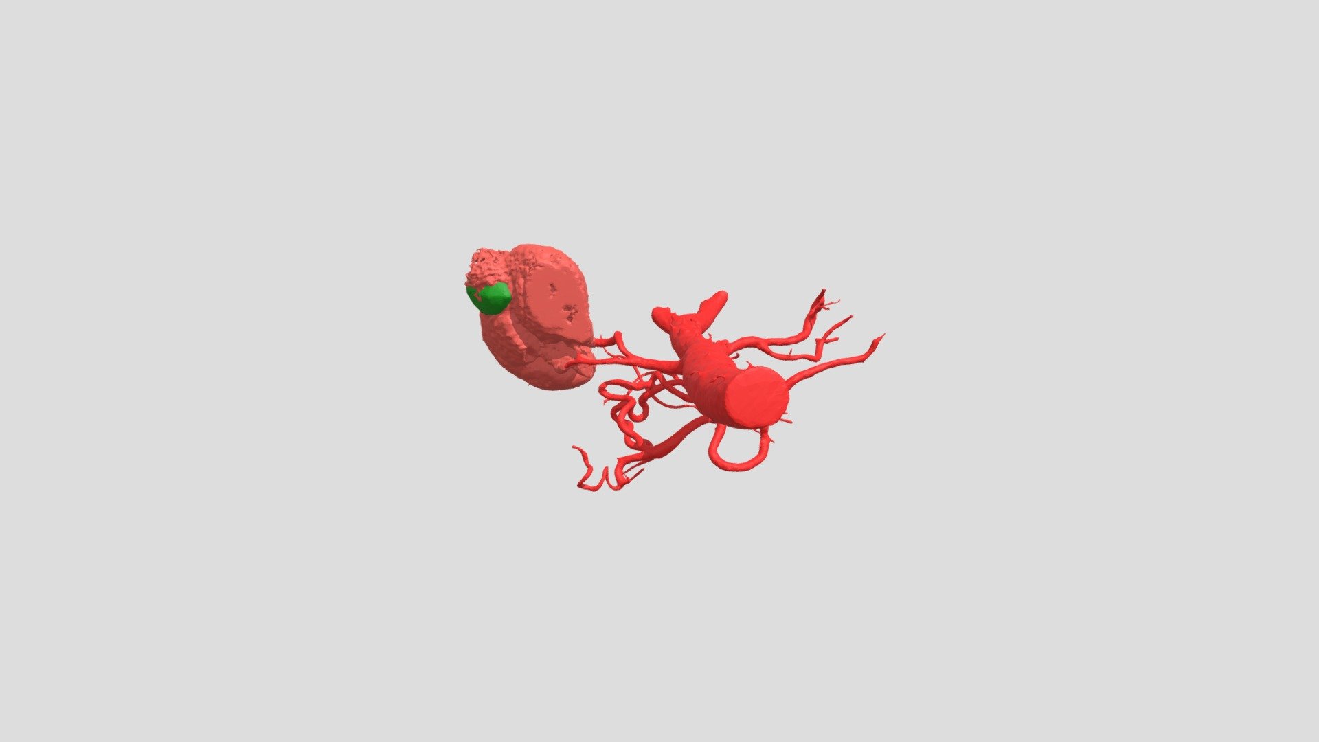 KIDNEYMODEL_DENNIS - 3D model by jasondennis11 [36452f0] - Sketchfab