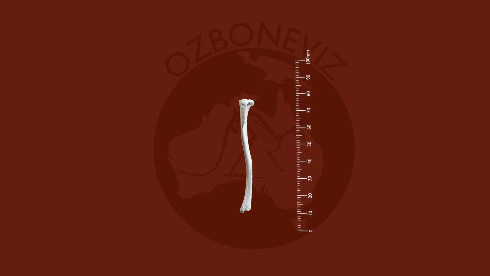 Musky rat-kangaroo tibia - 3D model by Ozboneviz [364e5b3] - Sketchfab