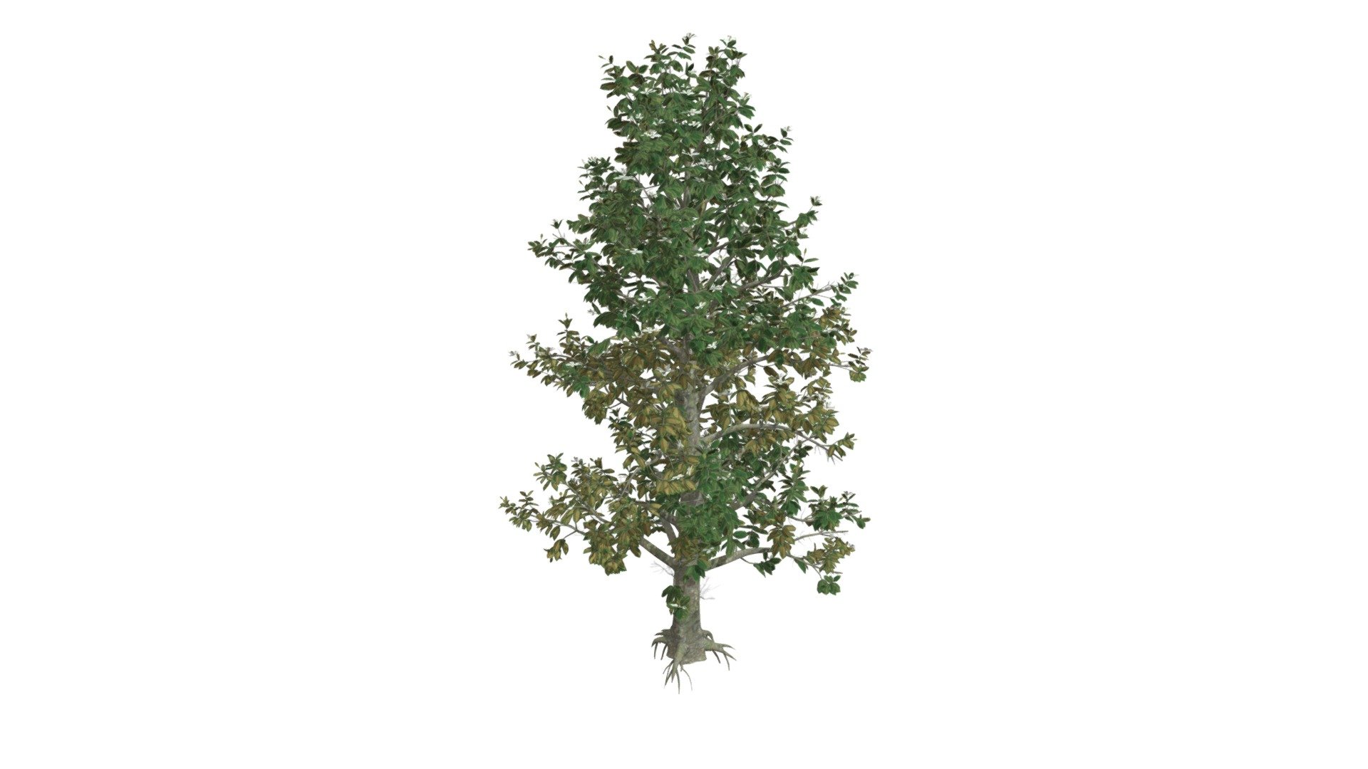 Southern Magnolia Tree #03 - Buy Royalty Free 3D model by meshshape ...