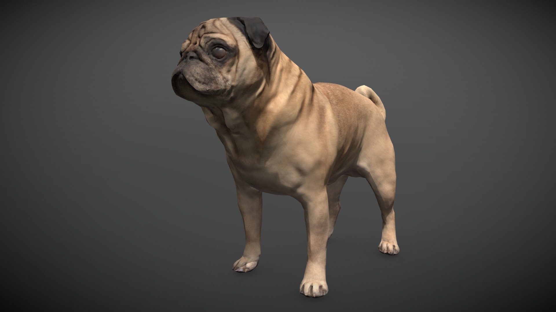 Carlin - 3D model by Effigy [3658b8d] - Sketchfab