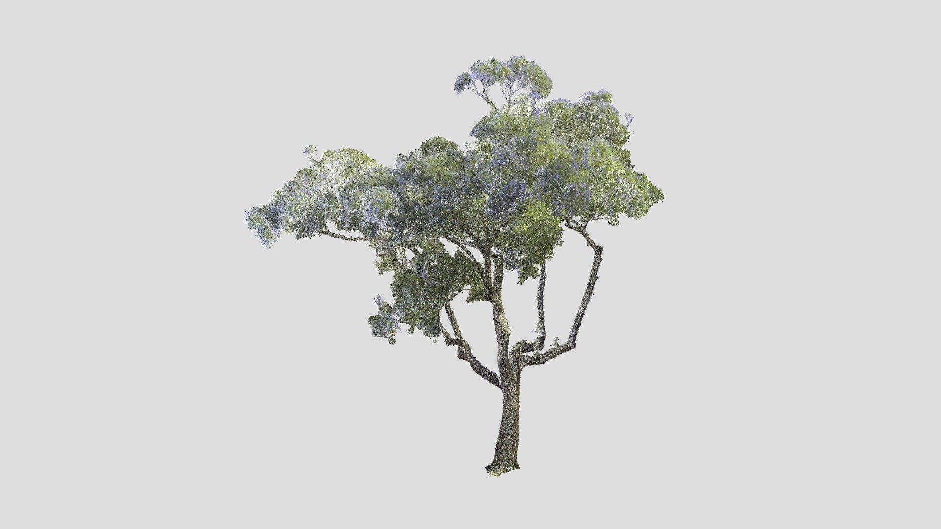 Tree Point Cloud - Buy Royalty Free 3D model by magnum_opus (@tree ...