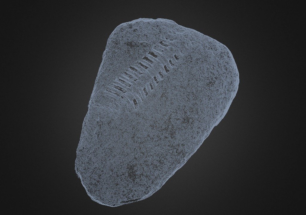 Treptoceras crebriseptum 05:01 RAW Data - Download Free 3D model by ...
