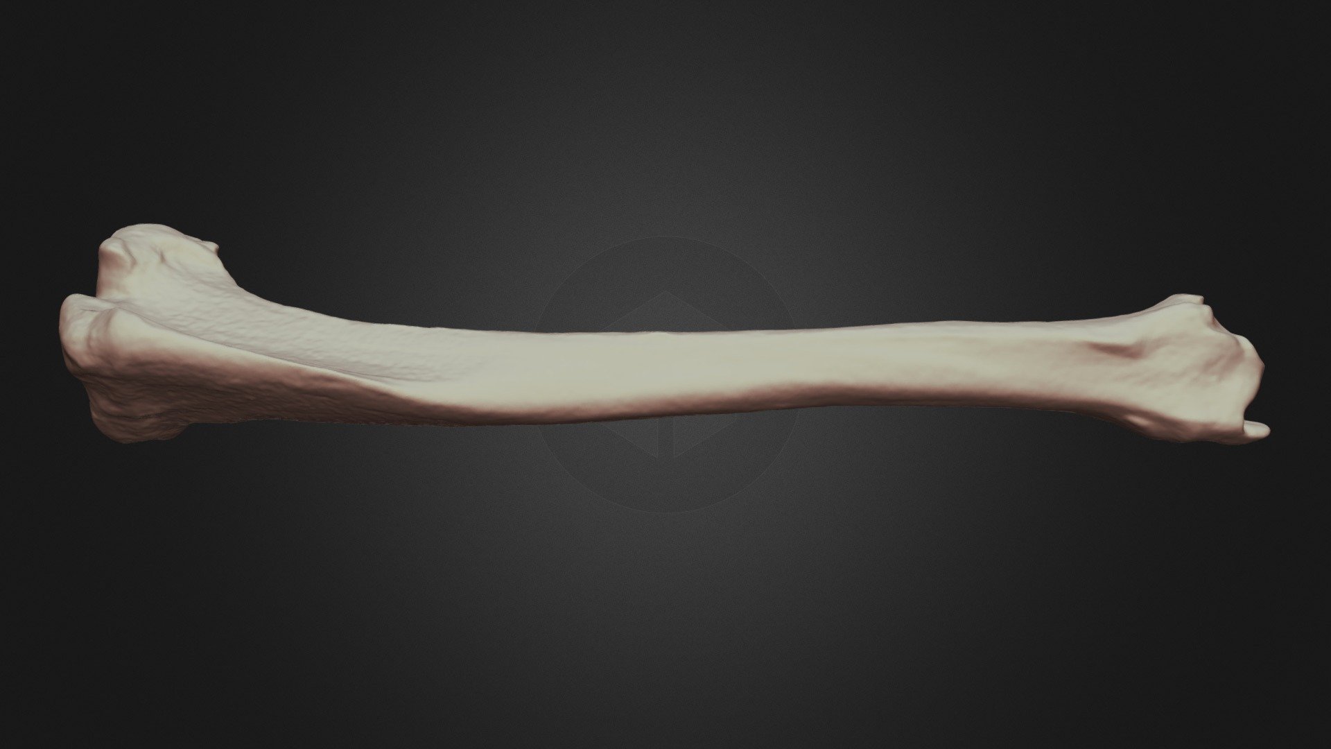 Rangifer tarandus (Caribou) Left Tibia - 3D model by Lakehead ...