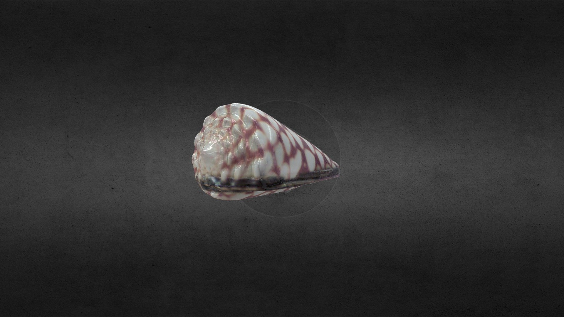 Shell Snuff Box - Download Free 3D model by The Hunt Museum ...