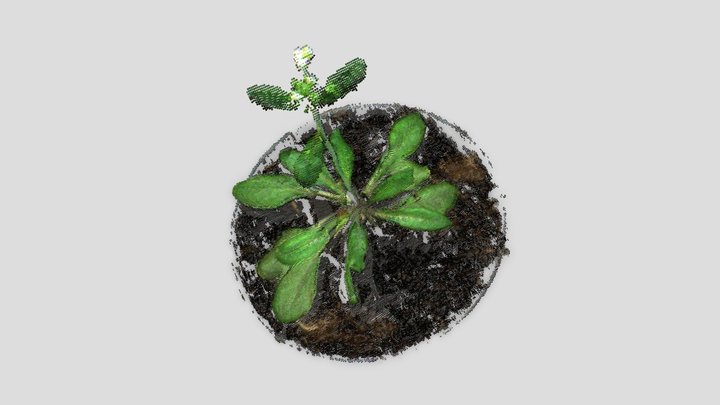 Planteye 3D models - Sketchfab