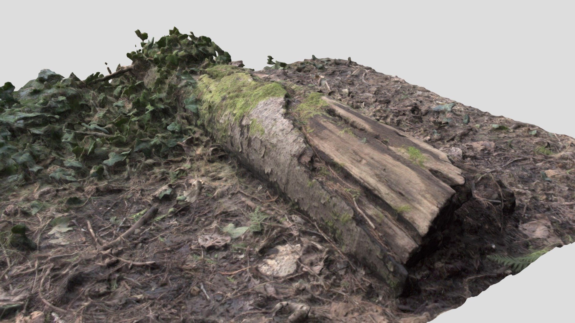 Mossy Log Photogrammetry - Download Free 3D model by William.MacLeod ...