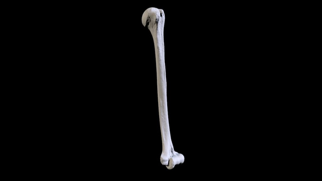 Human humerus - Download Free 3D model by Eric Bauer (@ebauer4 ...