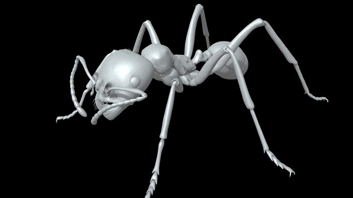 Ant 3D models - Sketchfab
