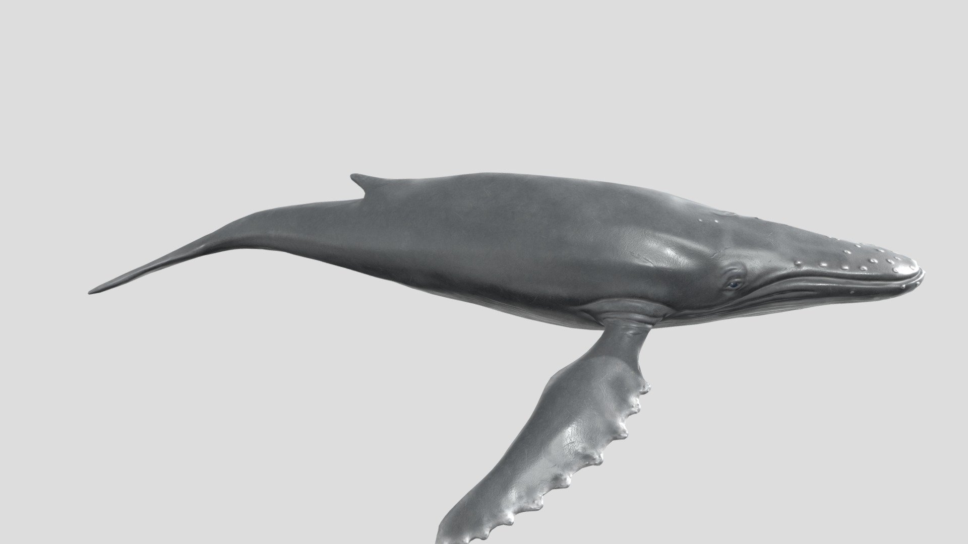 Whale - Buy Royalty Free 3D model by digikstudio [368718c] - Sketchfab ...