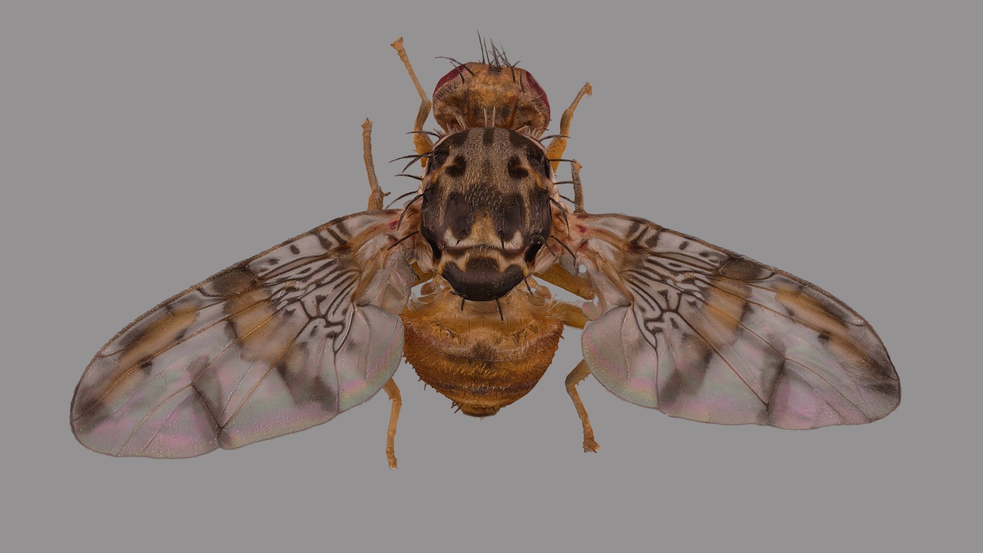 Ceratitis capitata - 3D model by VirNat [368bd75] - Sketchfab