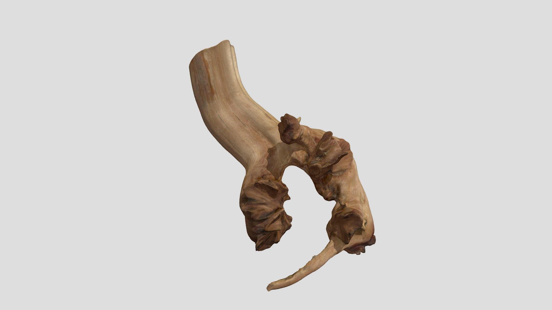 Wood Rose - Download Free 3D model by Drofsniag [3691859] - Sketchfab