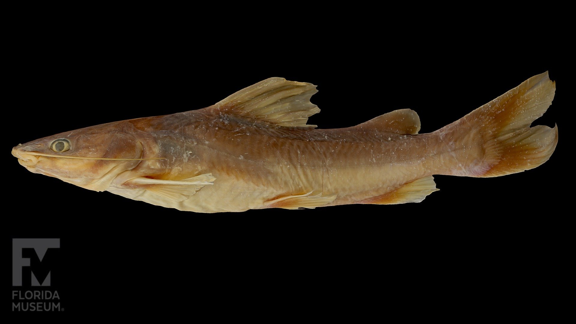 Asian Redtail Catfish, Bagridae - 3D model by FloridaMuseum [36930db ...