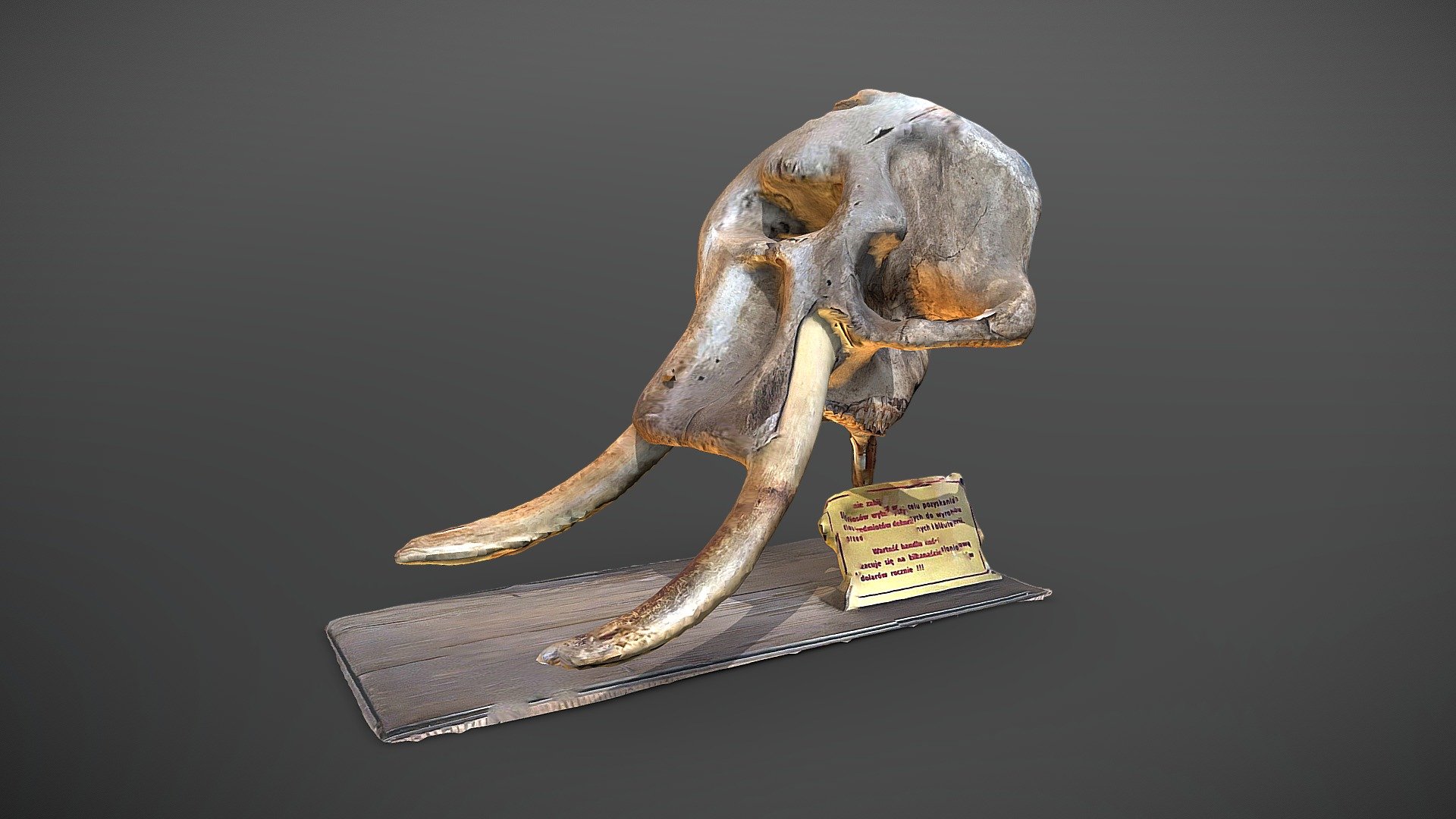 Elephant scull - iPhone 3d scan - 3D model by Jacek Jaskólski ...