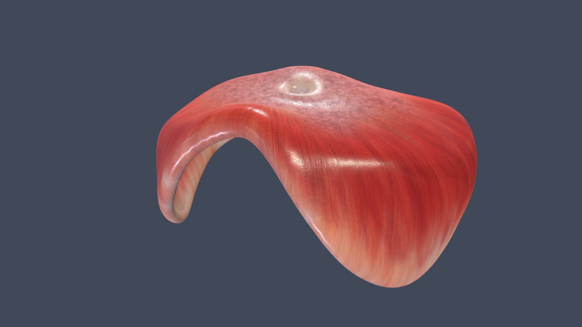 Diaphragm: animation - Buy Royalty Free 3D model by flarar-01 (@flarar ...