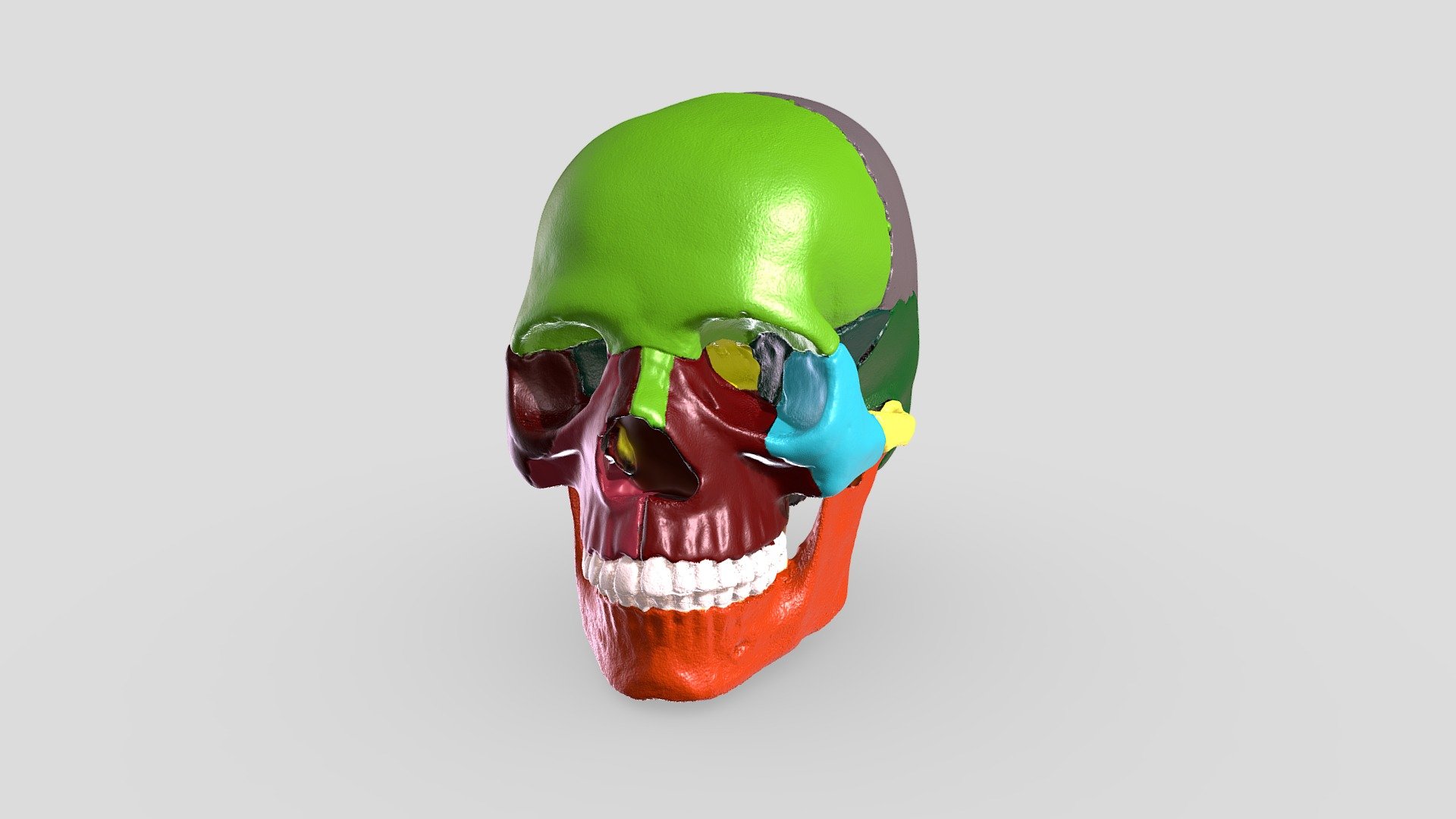Color Skull - Download Free 3D model by Diana Liu (@Diana123456 ...