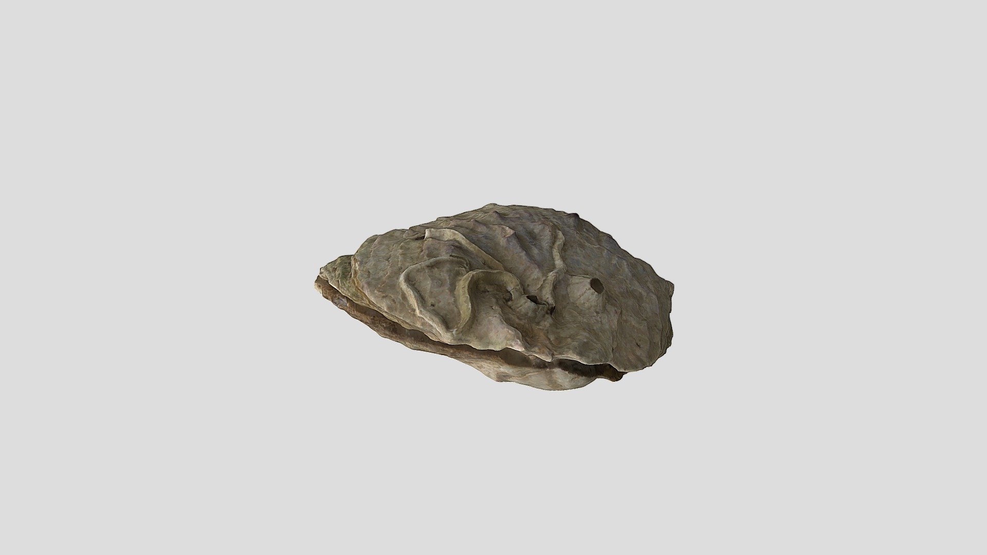 Europeiskt ostron (25 aug, 2023) - 3D model by Susan_G [36a6494 ...