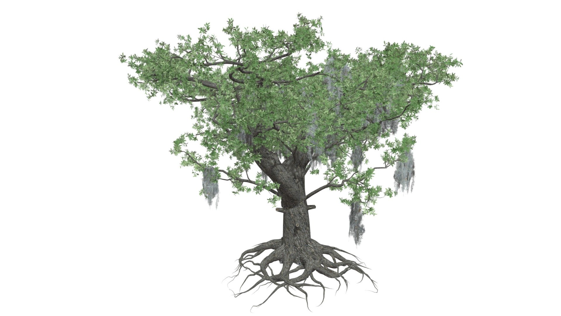 Live Oak Tree #01 - Buy Royalty Free 3D model by meshshape [36ac477 ...