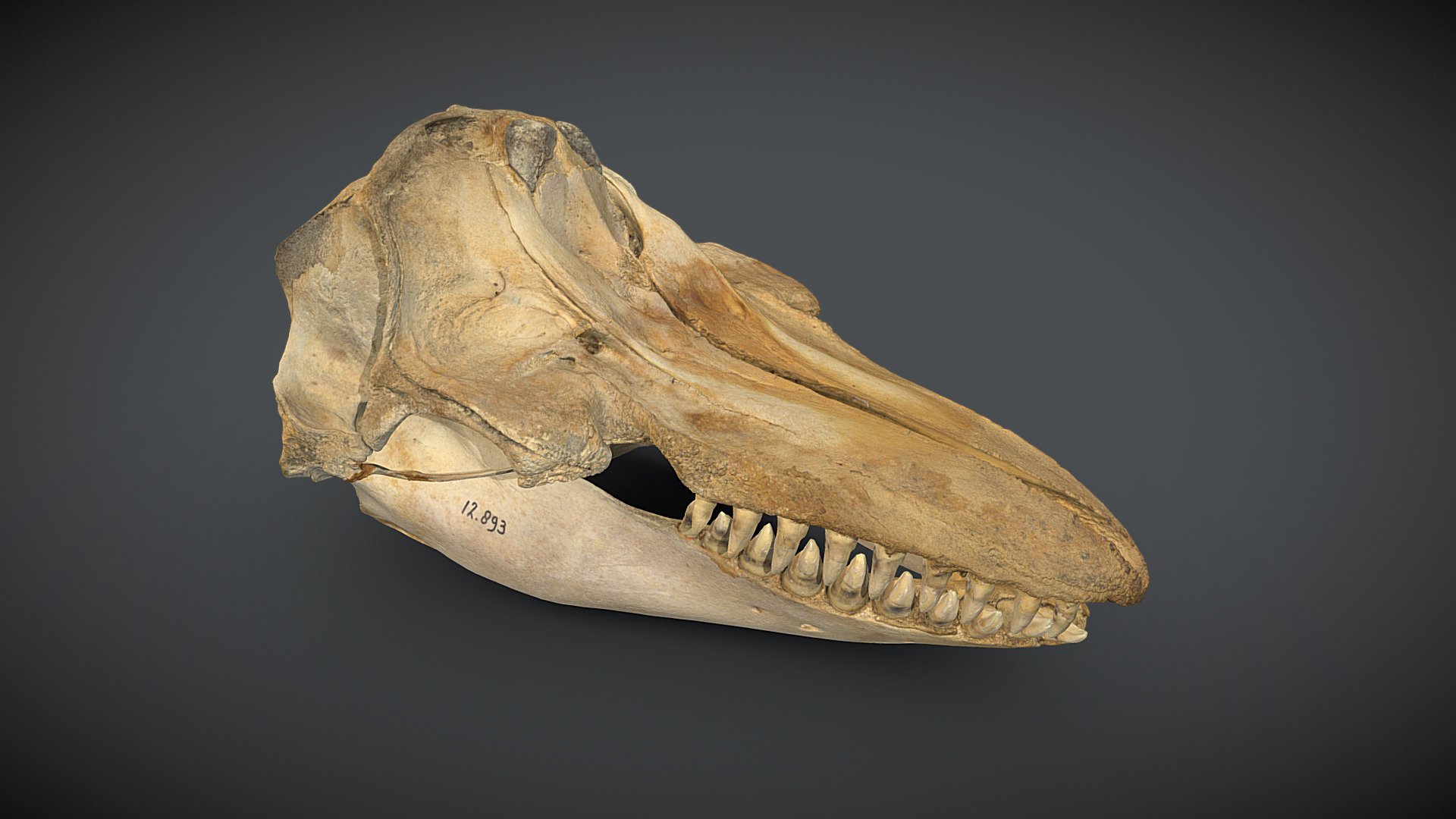 Crâne de fausse orque - Download Free 3D model by Alienor.org, Conseil des musées (@alienor.org ...
