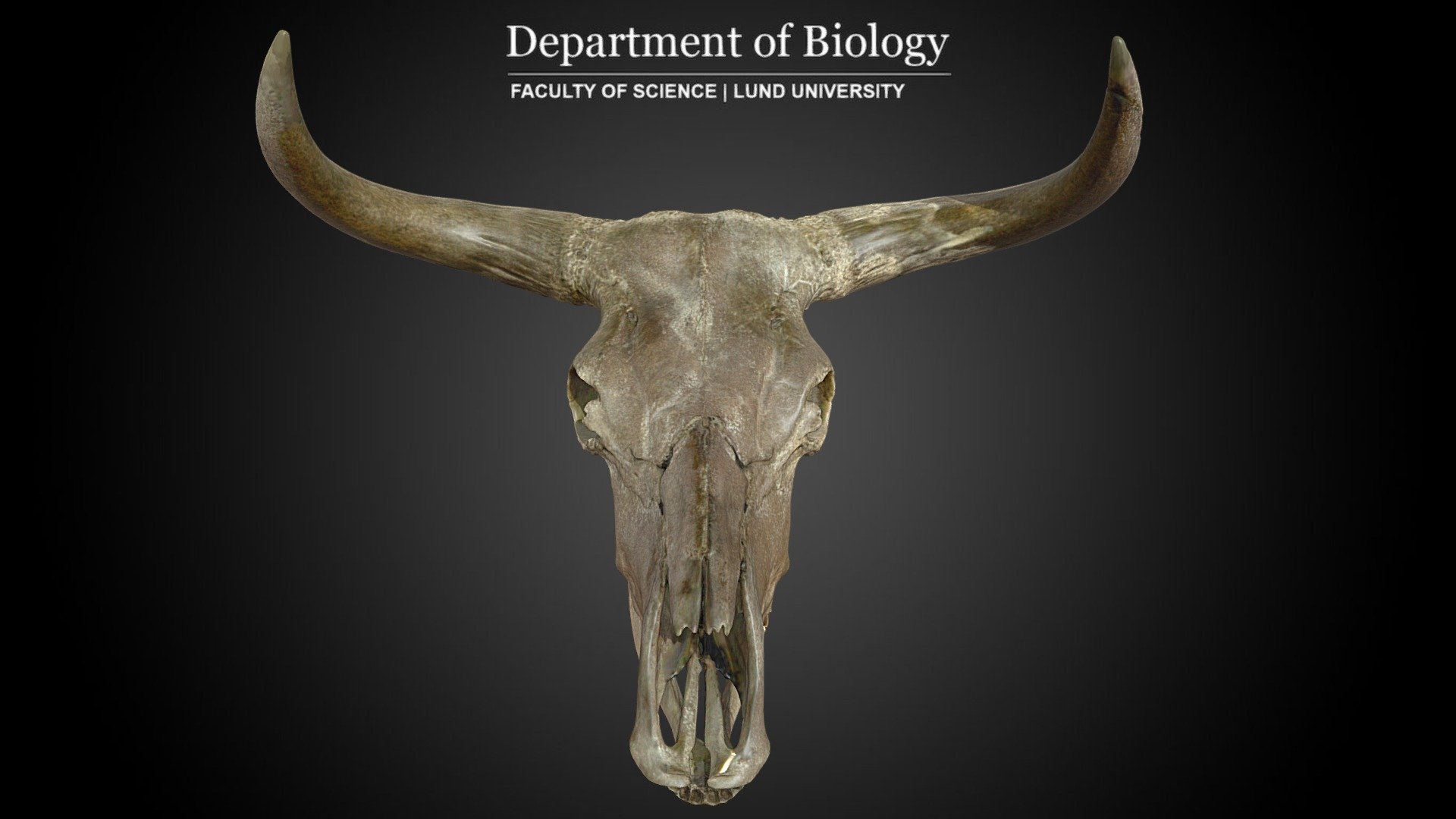 Cranium of Aurochs (Bos primigenius) - 3D model by 3D Lab - Department ...