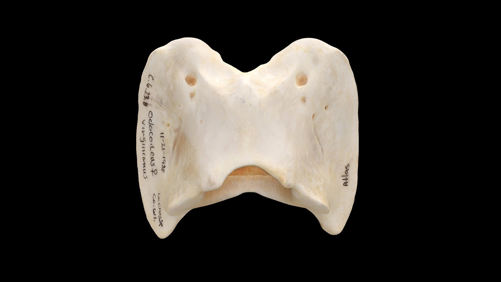 Deer (Odocoileus virginianus), Atlas Vertebra - 3D model by UWLzooarch ...
