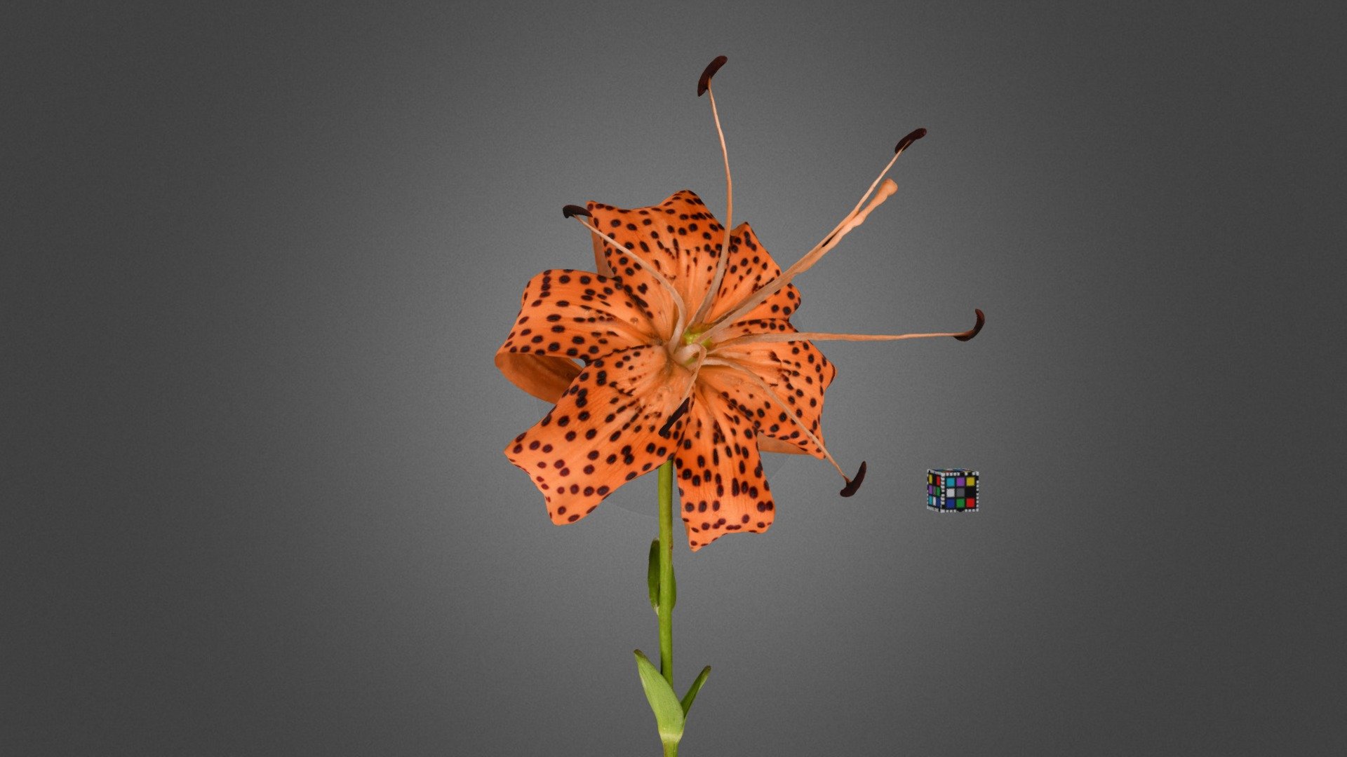 オニユリ Tiger Lily, Lilium lancifolium - Download Free 3D model by ffish ...