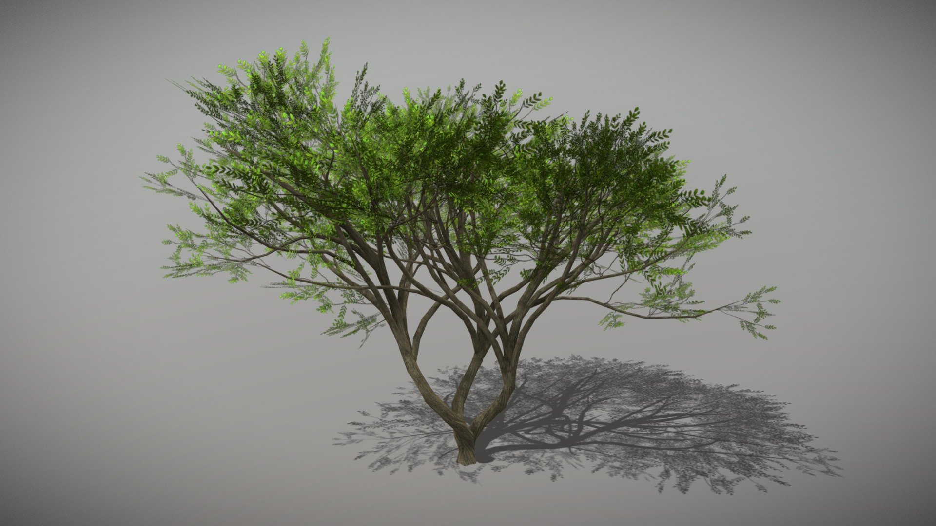 Acacia 1 (Animated Tree) - Buy Royalty Free 3D model by bsp [36b964c ...
