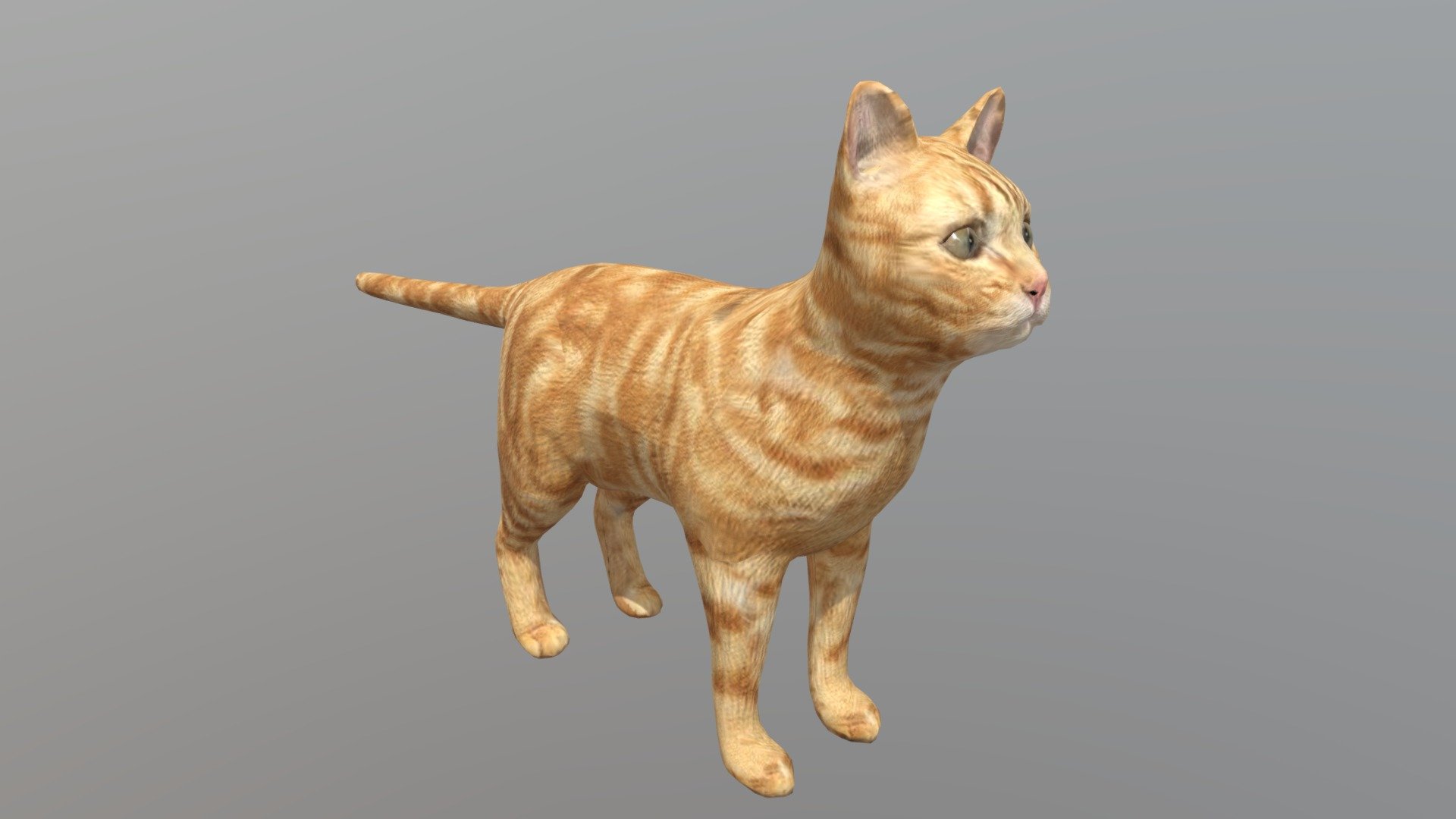Orange Tabby Cat - Download Free 3D model by Chenchanchong [36bc322] - Sketchfab