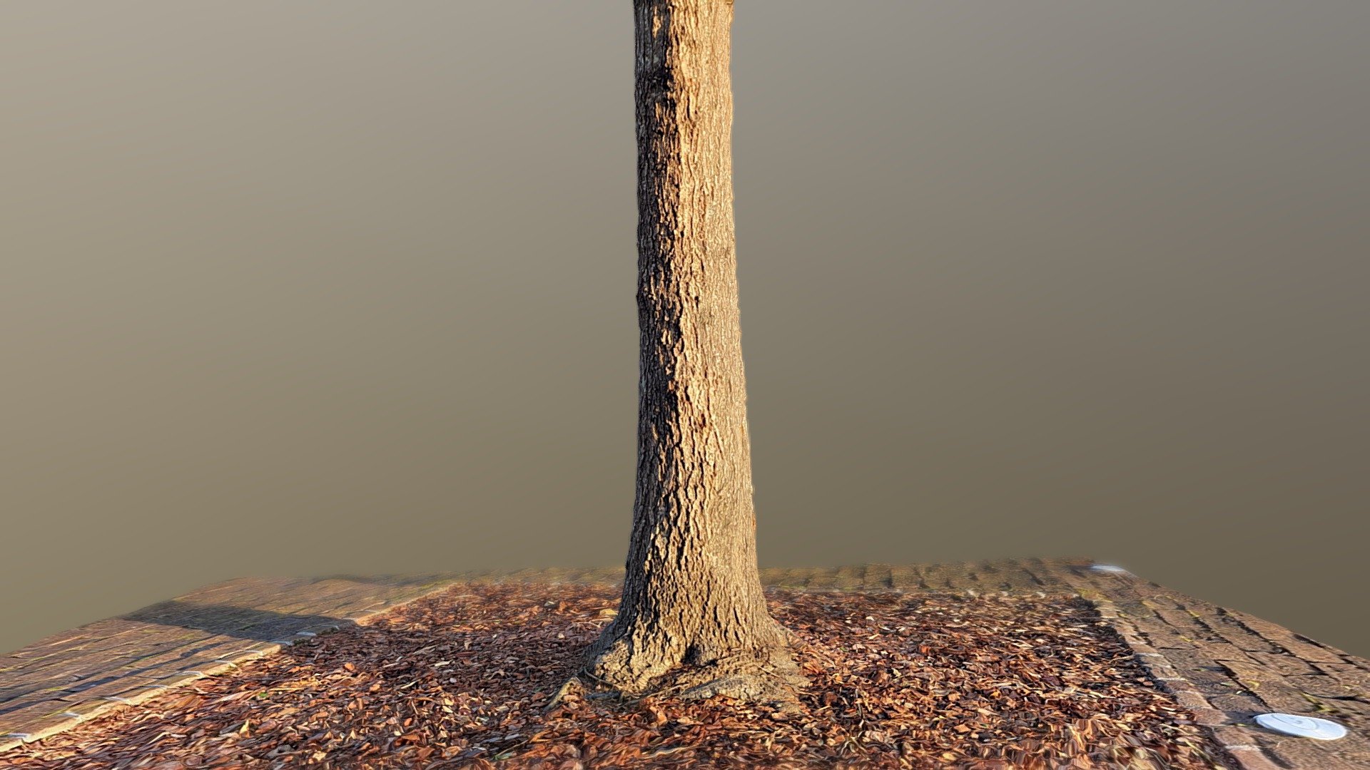 Example Tree Scan for Polycam - Download Free 3D model by stevencmutter ...
